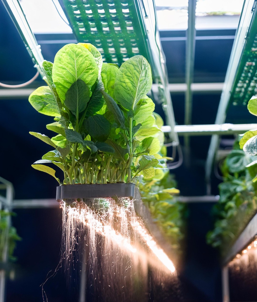 Aeroponica - Euponica Società Agricola