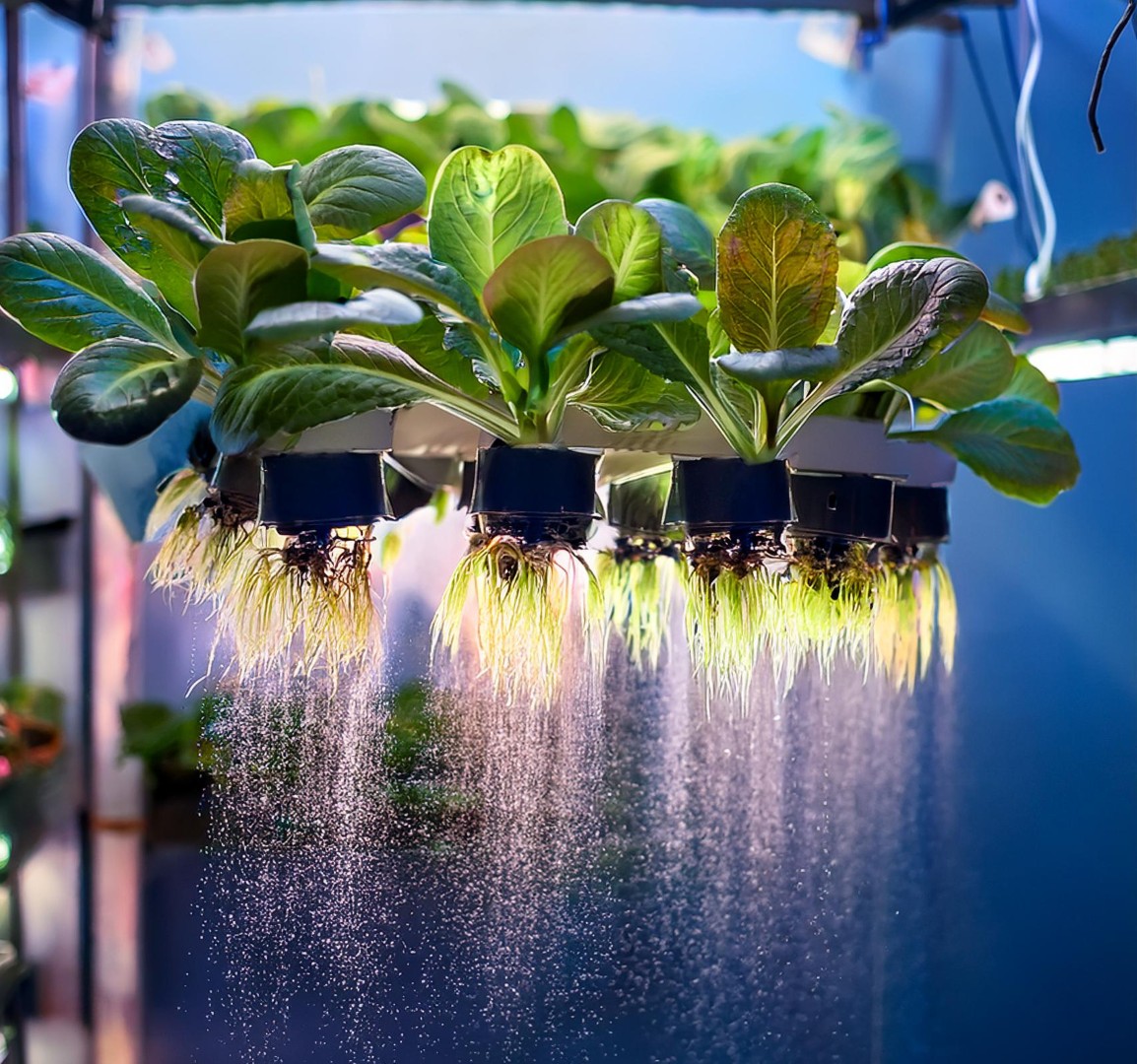 Aeroponica - Euponica Società Agricola